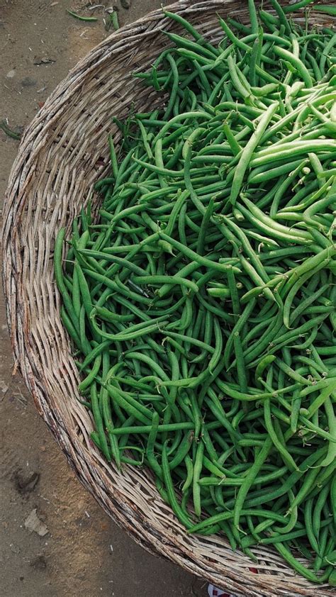 What’s the safest way to water bath can garden-fresh green beans? – The ...